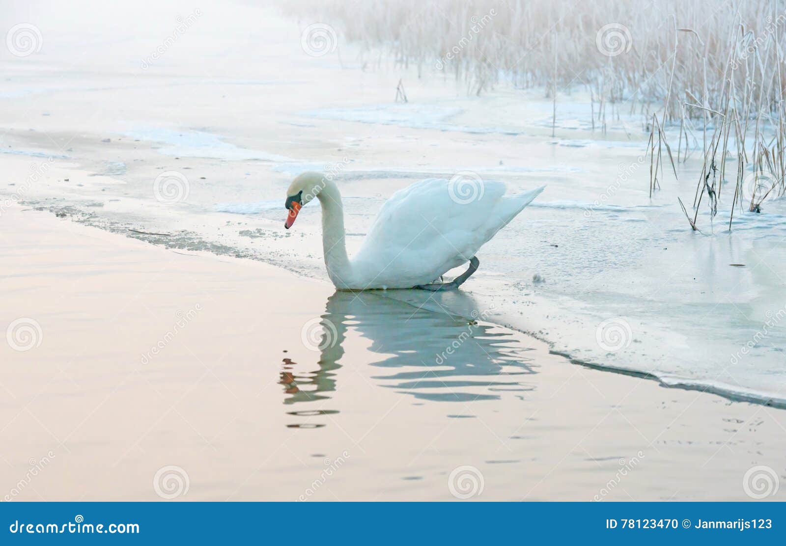 Swan on the Edge of Ice and Water Stock Photo - Image of netherlands ...