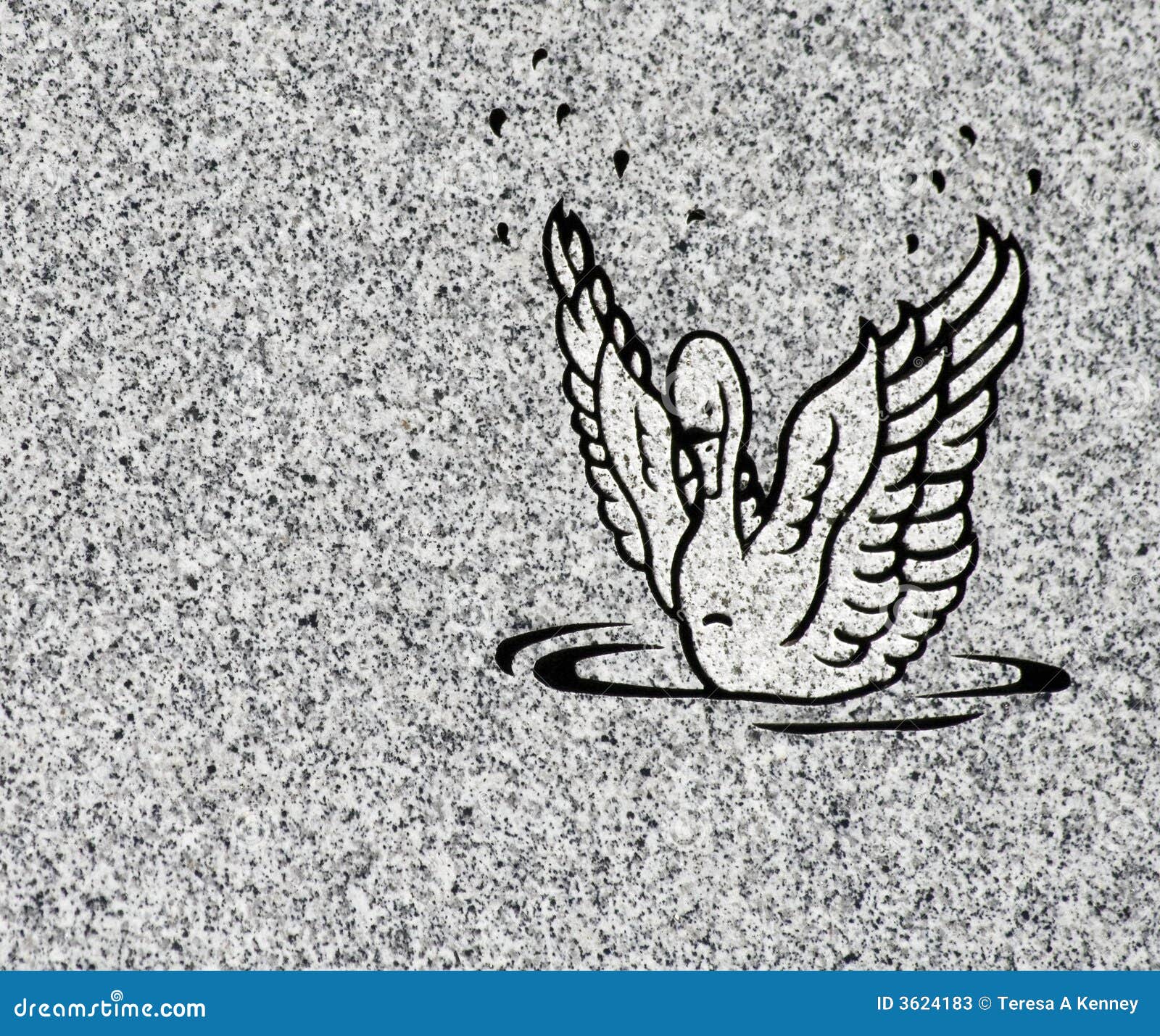 Swan Engraving stock image. Image of tranquility, polished - 3624183