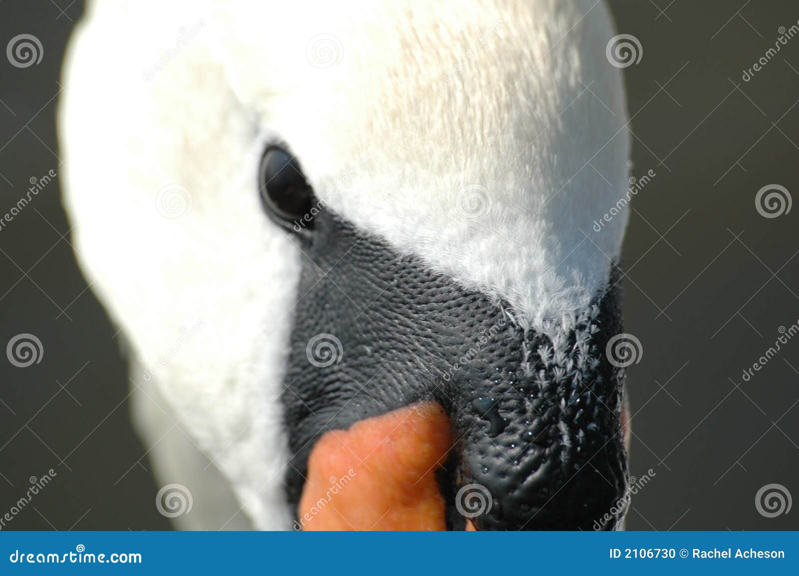 Swan eye stock photo. Image of pure, swan, leman, purity - 2106730