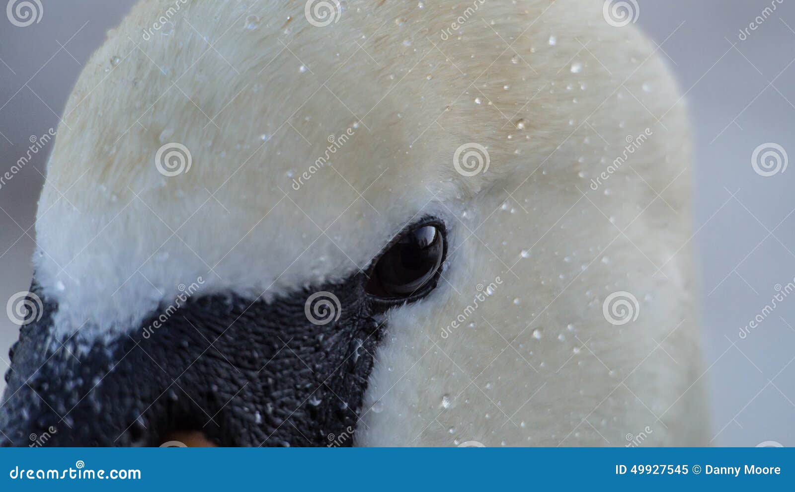 Swan stock image. Image of reflection, head, looking - 49927545