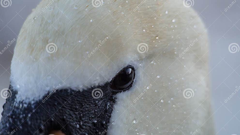 Swan stock image. Image of reflection, head, looking - 49927545