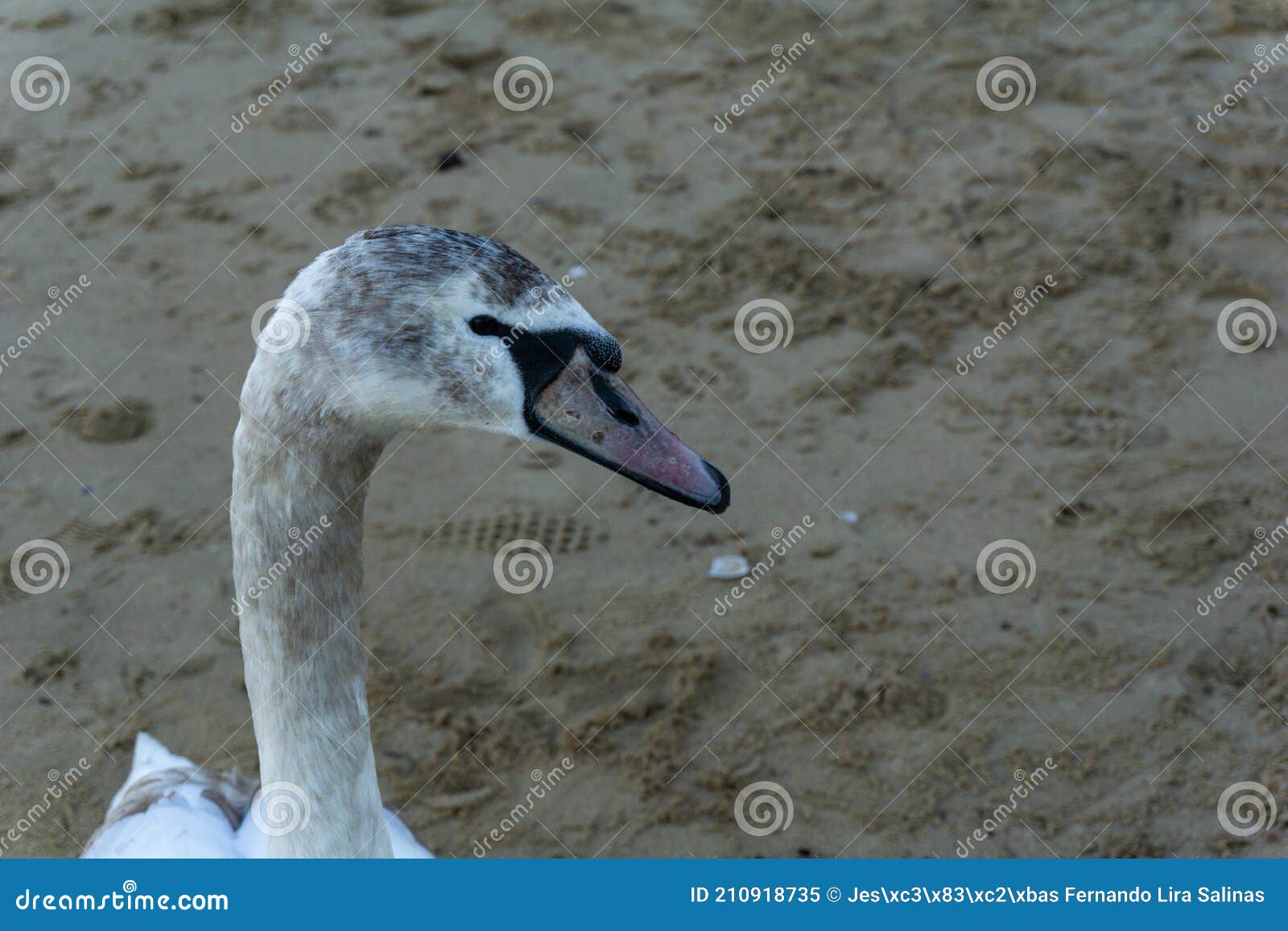 Swan Face Side View on the Sand Stock Image - Image of outdoors, side ...