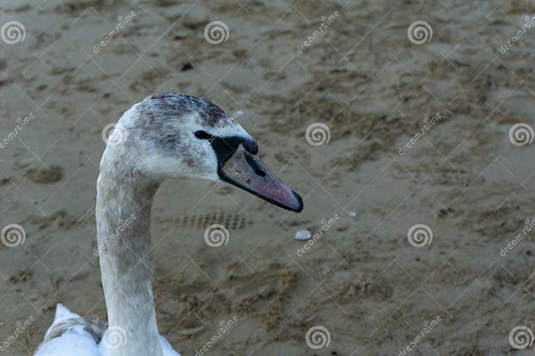 Swan Face Side View on the Sand Stock Image - Image of outdoors, side ...