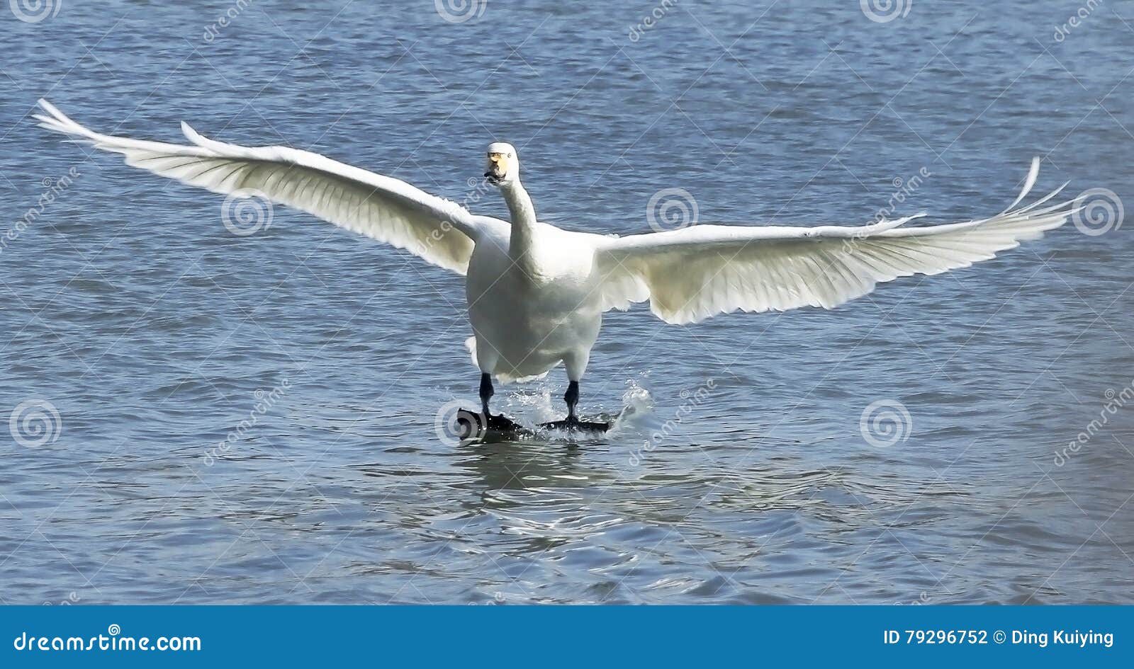 Swan stock photo. Image of calm, drops, crowd, glorious - 79296752