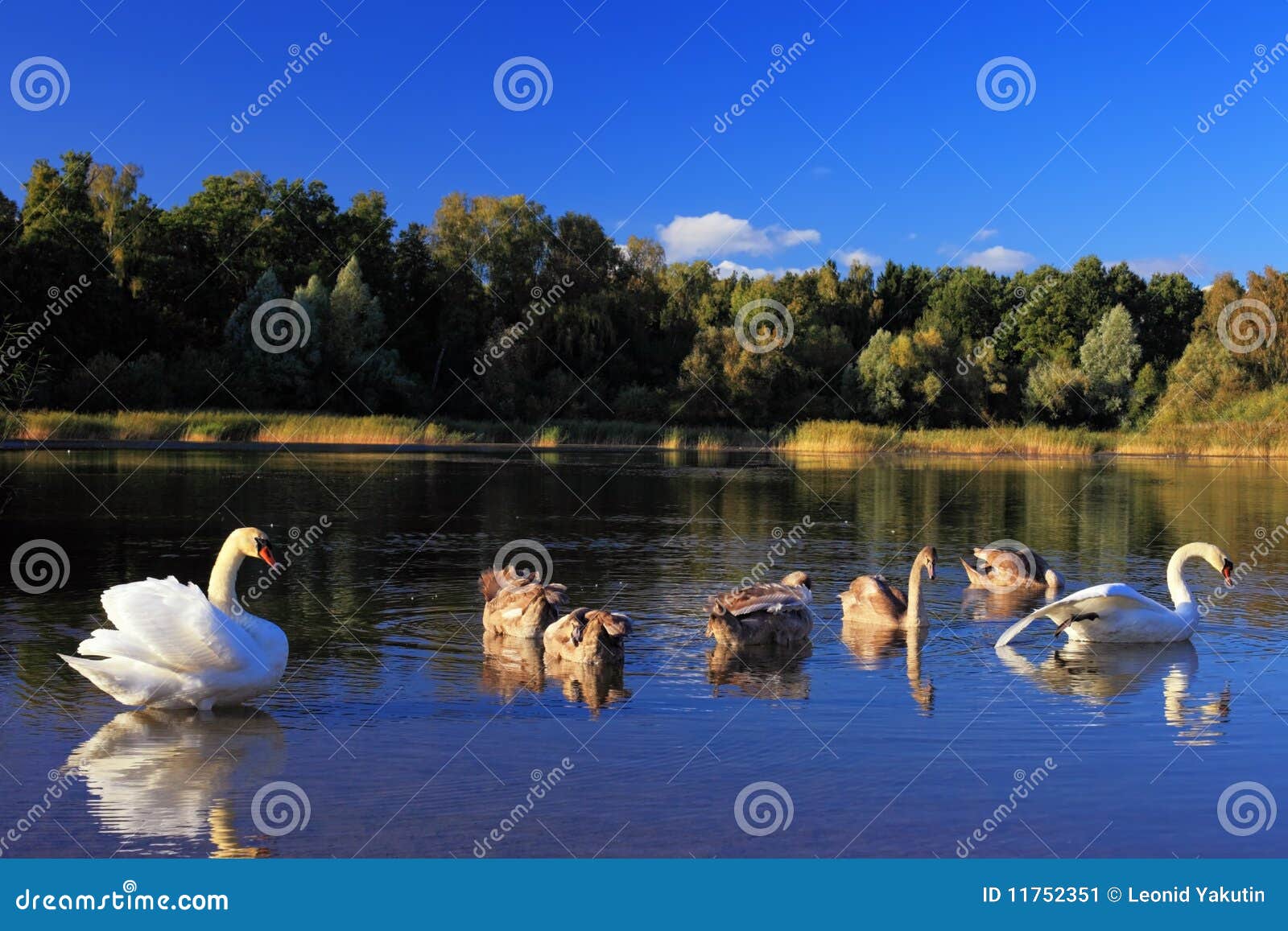 Swan family stock image. Image of cane, autumn, evening - 11752351