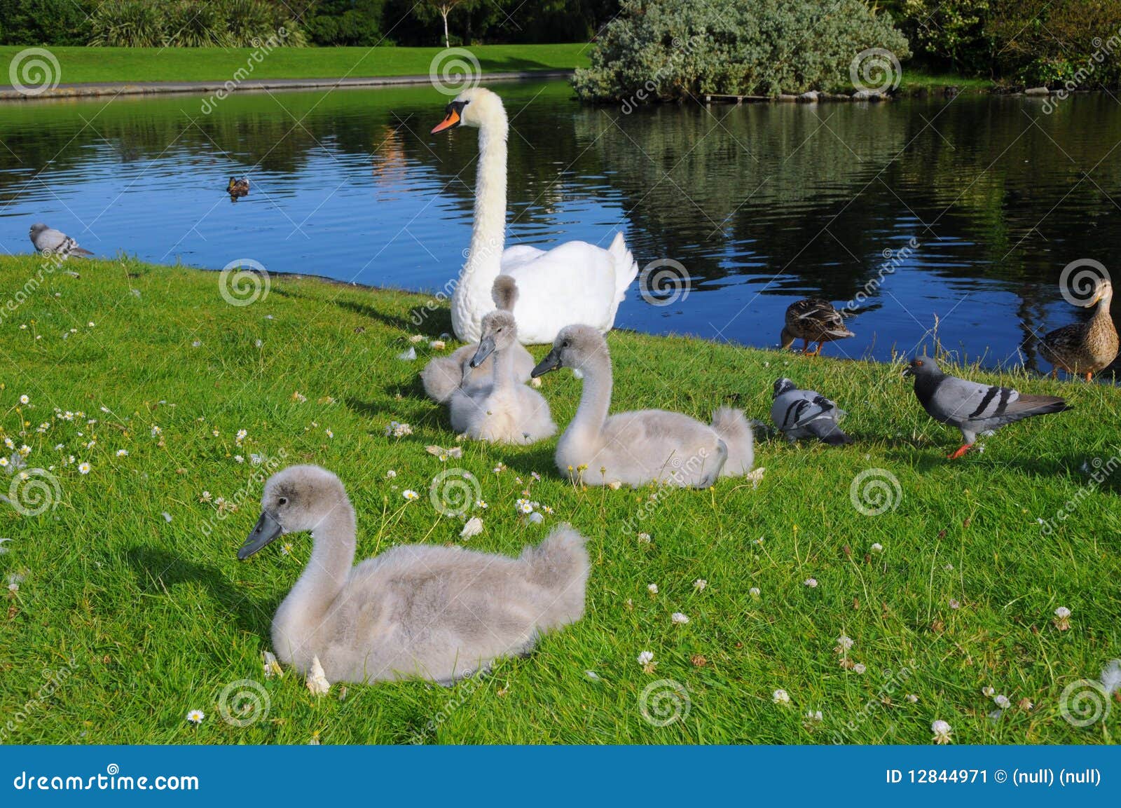 Swan family stock image. Image of purity, beautiful, labud - 12844971