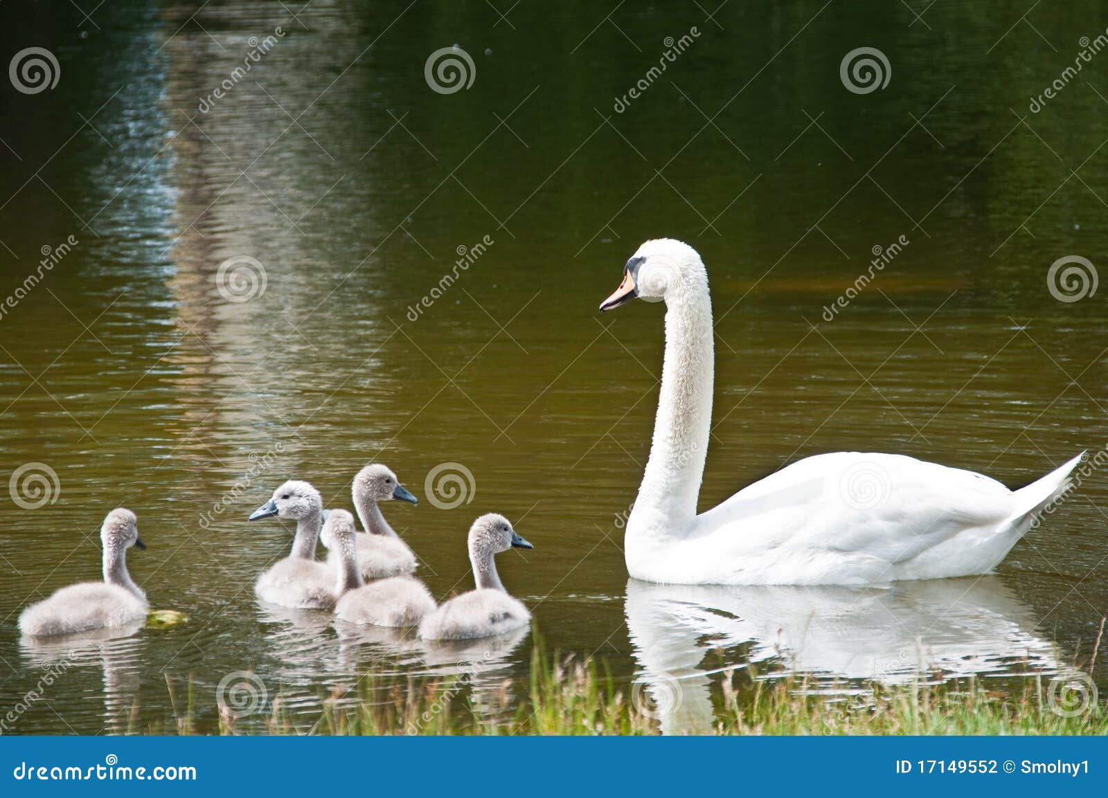 Swan family stock photo. Image of wildlife, bird, small - 17149552