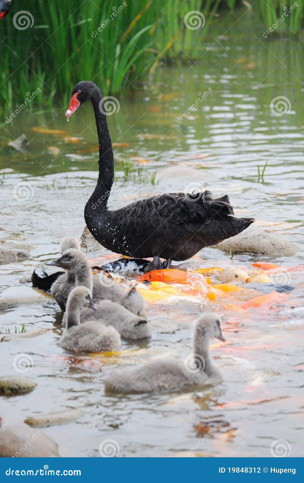 Swan family stock photo. Image of father, design, birds - 19848312