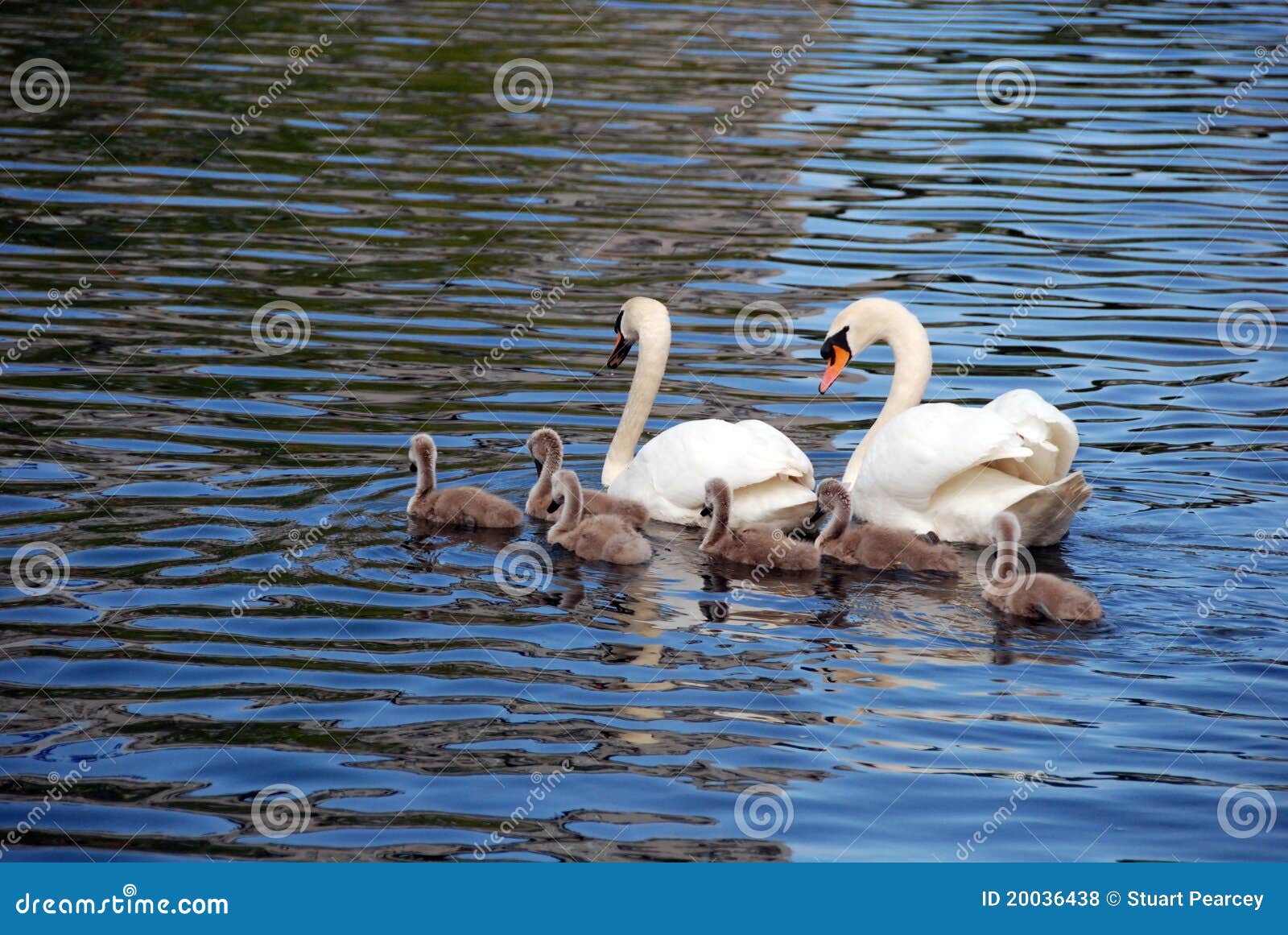 Swan family stock photo. Image of cygnets, birds, devotion - 20036438