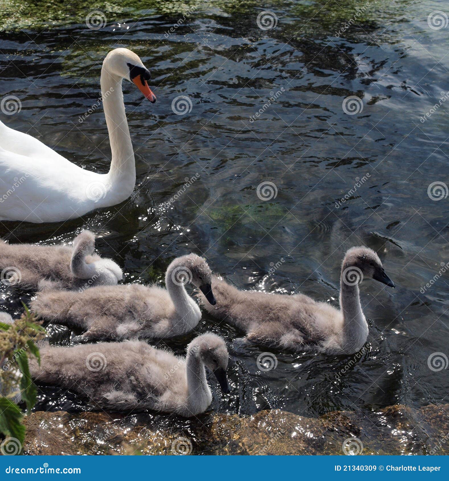 Swan Family stock image. Image of nature, chicks, cute - 21340309