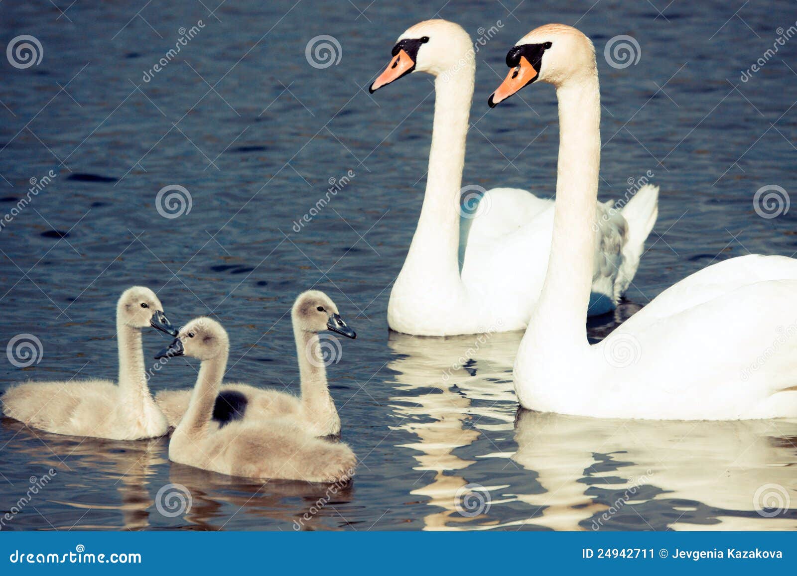 Swan Family Stock Photography | CartoonDealer.com #11592740