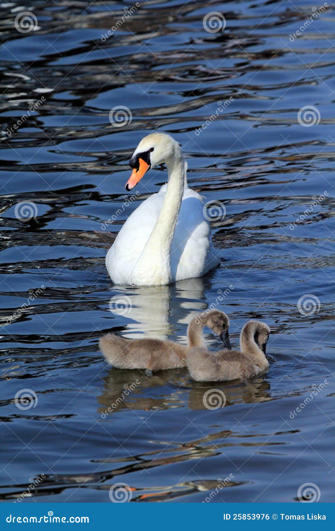 Swan with family stock photo. Image of animal, white - 25853976