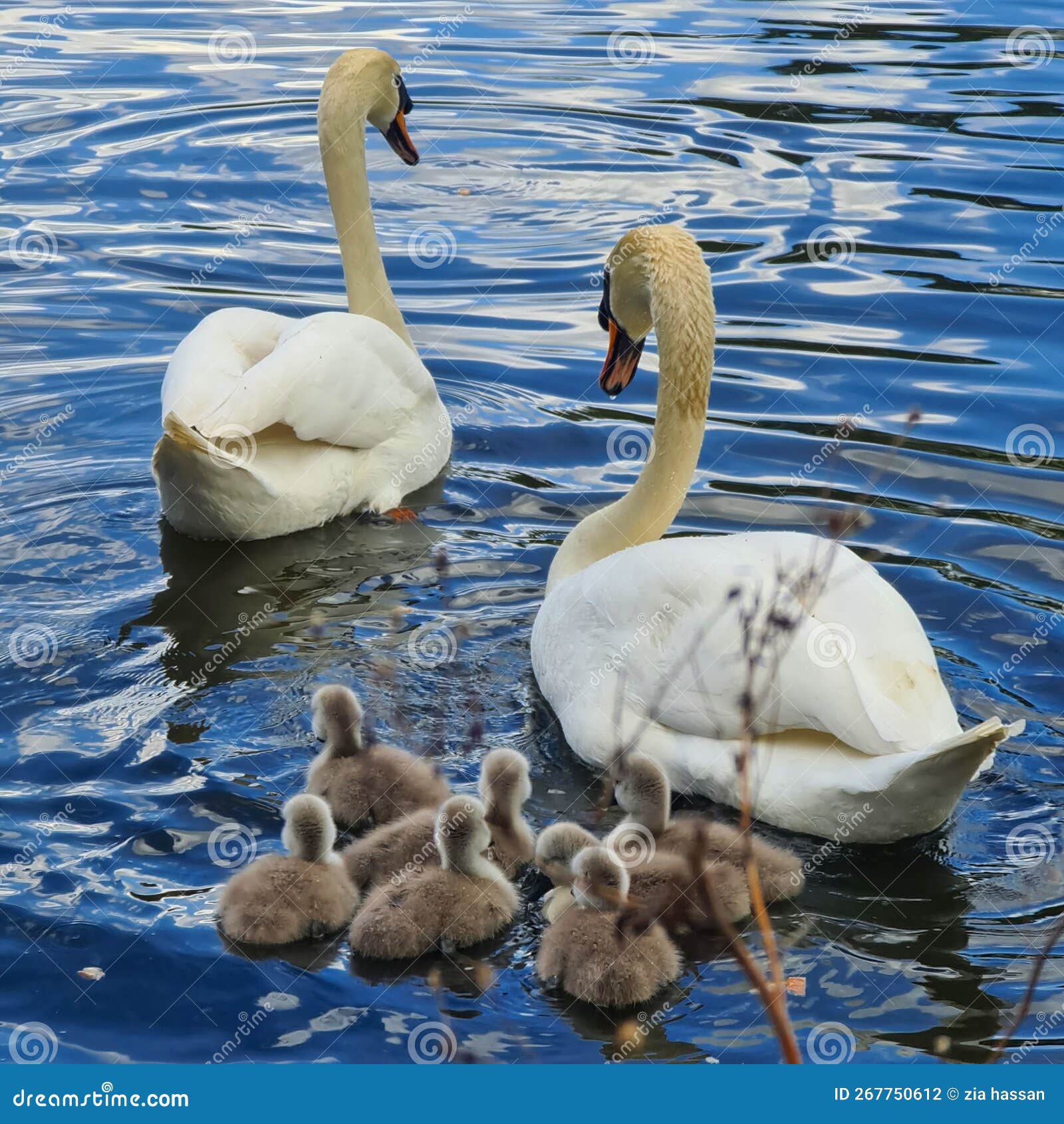Swan family stock photo. Image of pond, seabird, swan - 267750612