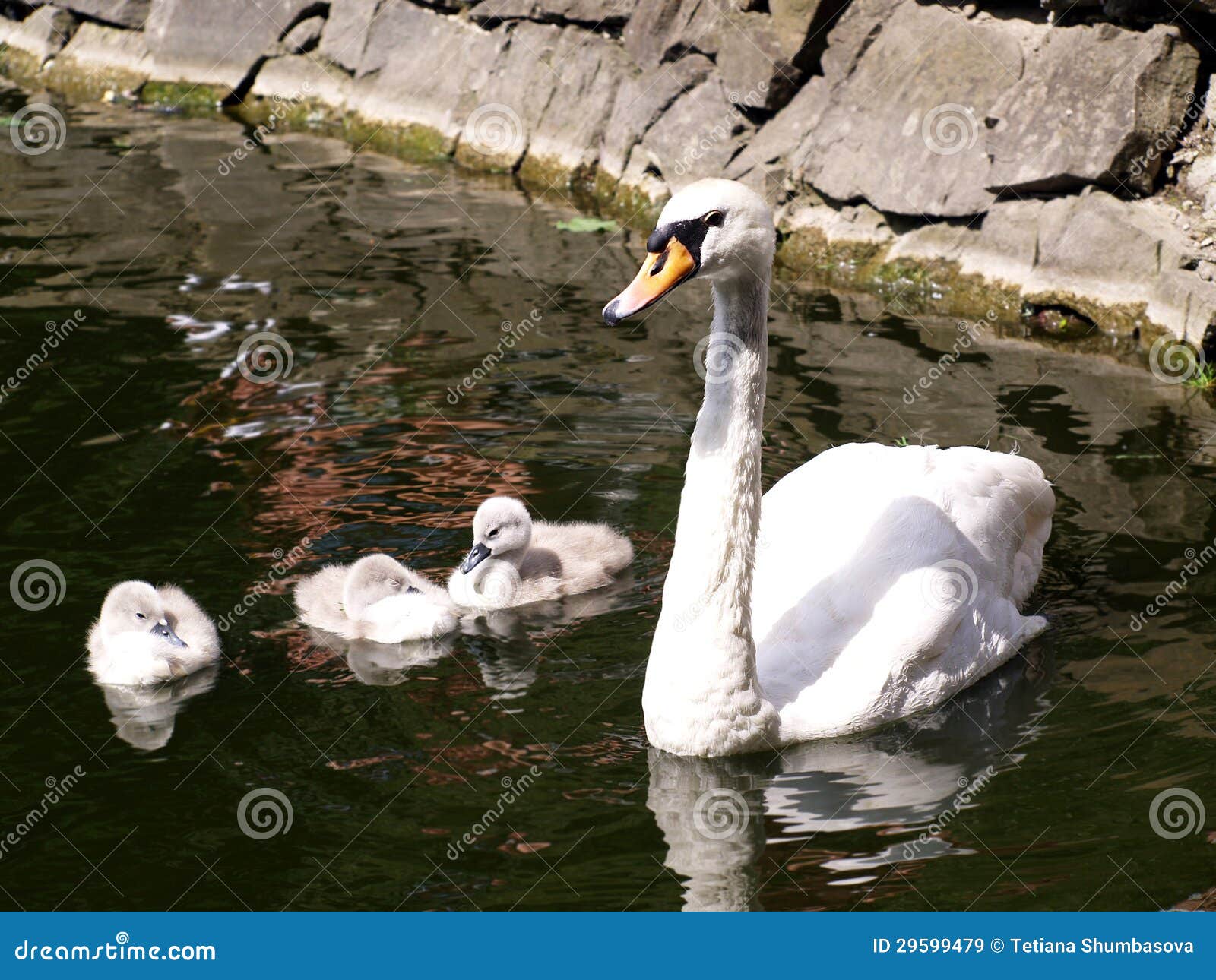 Swan family stock image. Image of young, like, swan, park - 29599479