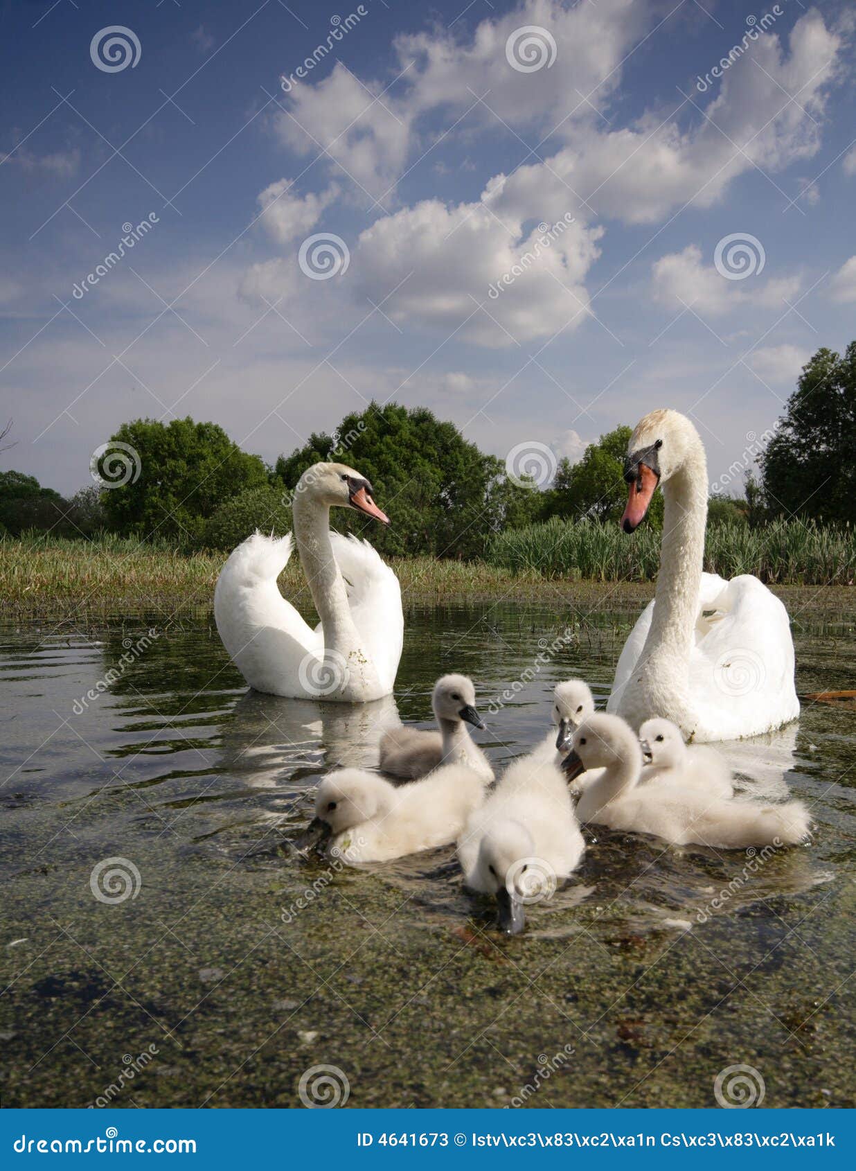 Swan family stock image. Image of couple, parent, mirror - 4641673