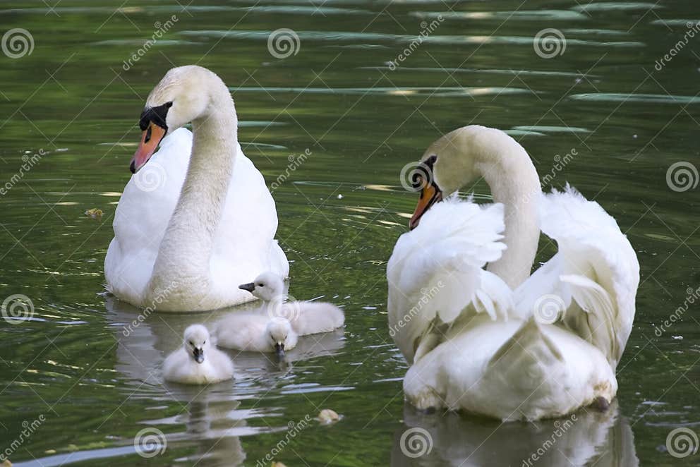 Swan family stock image. Image of cygnet, spring, adorable - 927437
