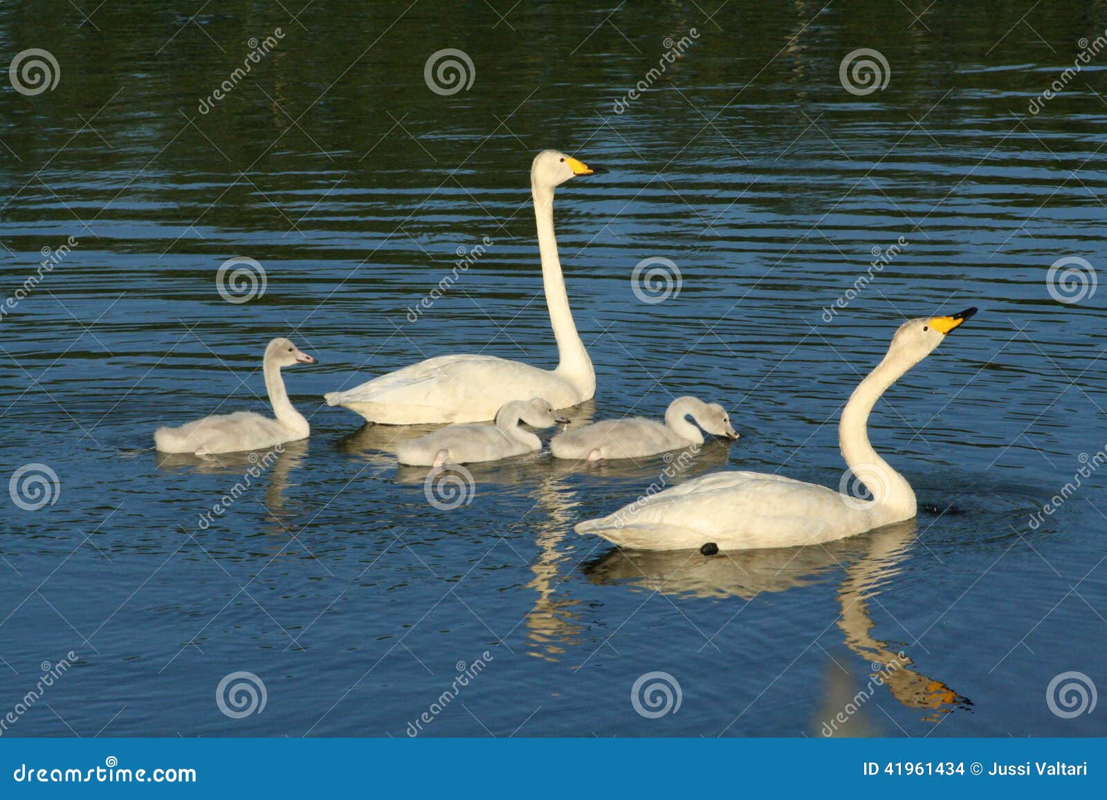 Swan family stock photo. Image of sunny, graceful, swan - 41961434