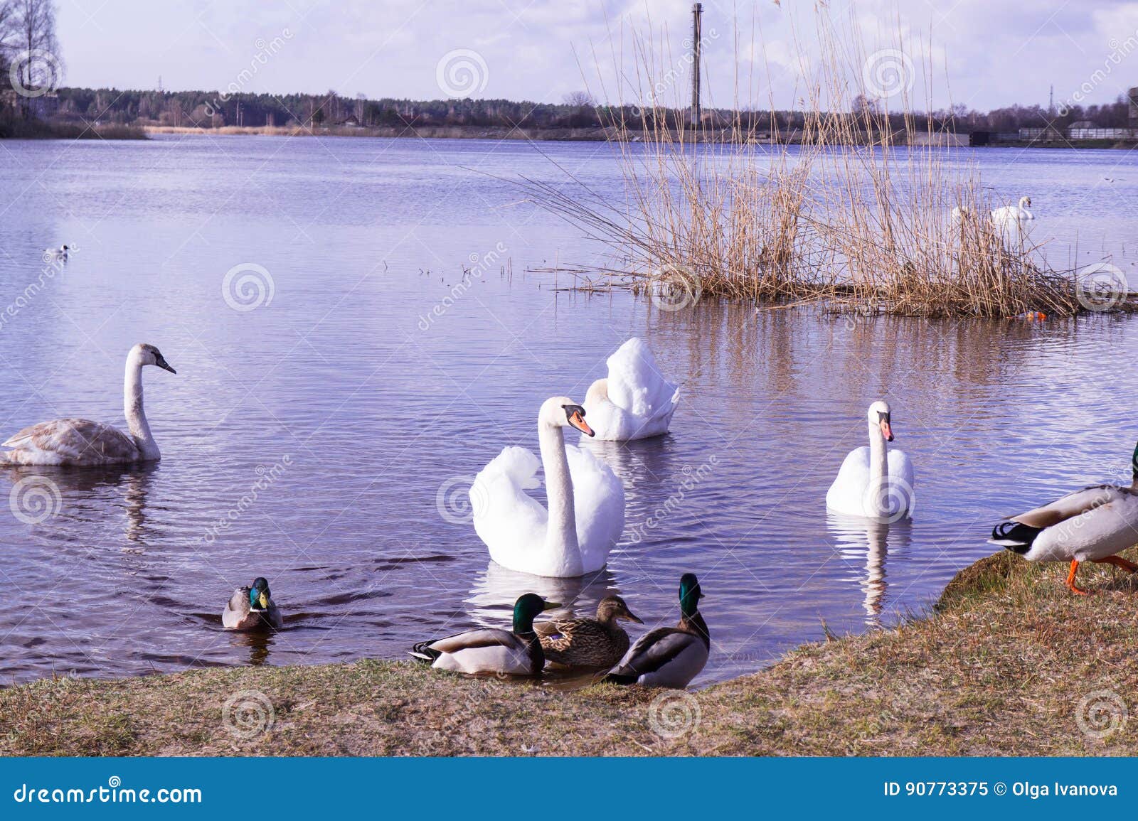 Swan stock image. Image of pond, swan, beautiful, spring - 90773375