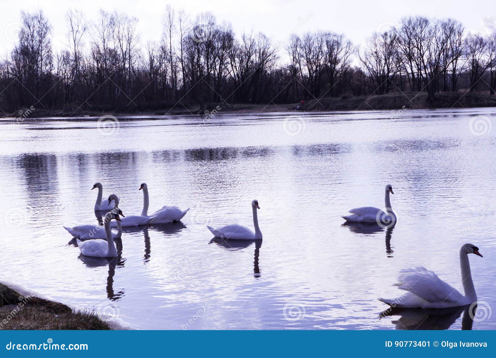 Swan stock image. Image of early, couple, reflection - 90773401