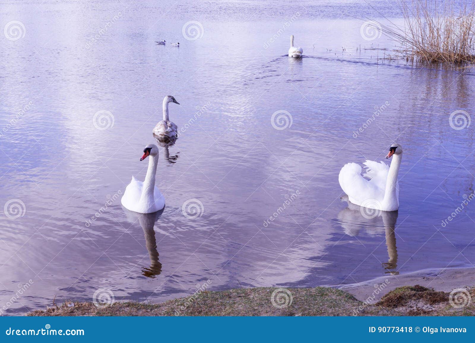 Swan stock photo. Image of swan, morning, nature, cute - 90773418
