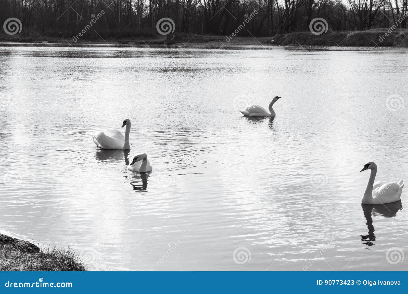 Swan stock image. Image of isolated, morning, early, landscape - 90773423