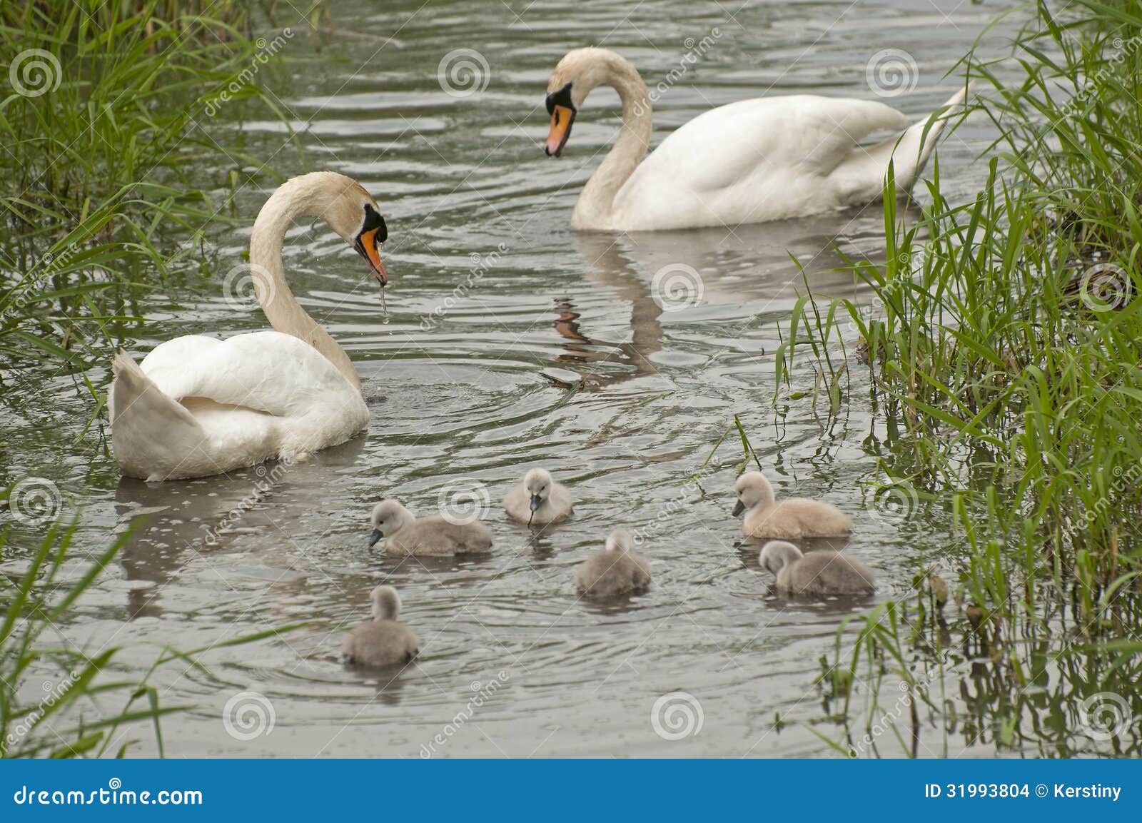 Swan family stock photo. Image of birdwatching, cute - 31993804