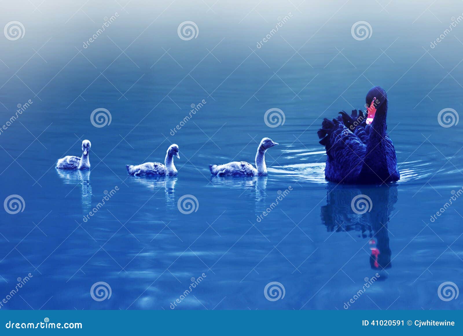Swan family stock image. Image of cygnet, smooth, arts - 41020591