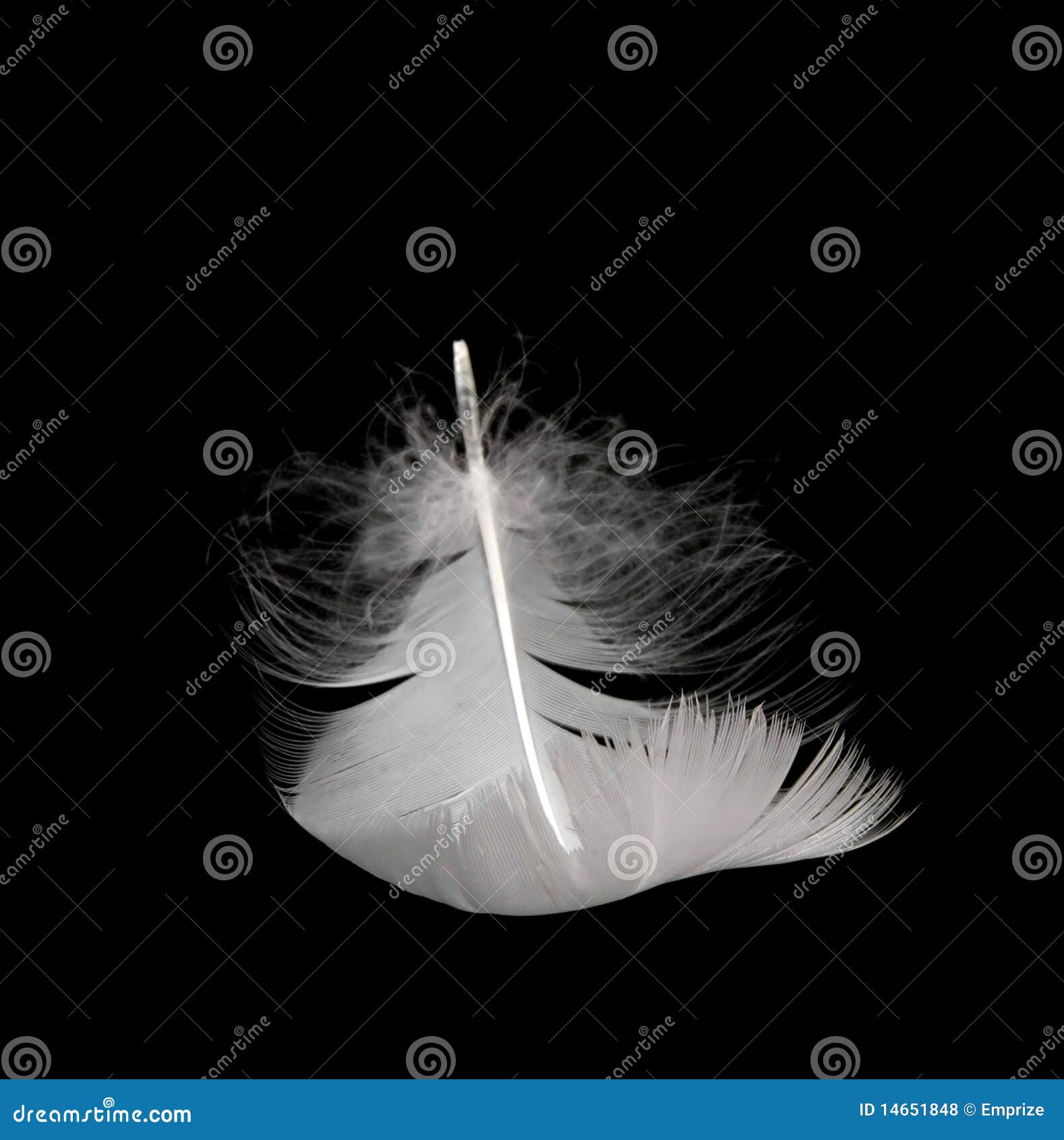 Swan feather stock photo. Image of vertical, weightless - 14651848
