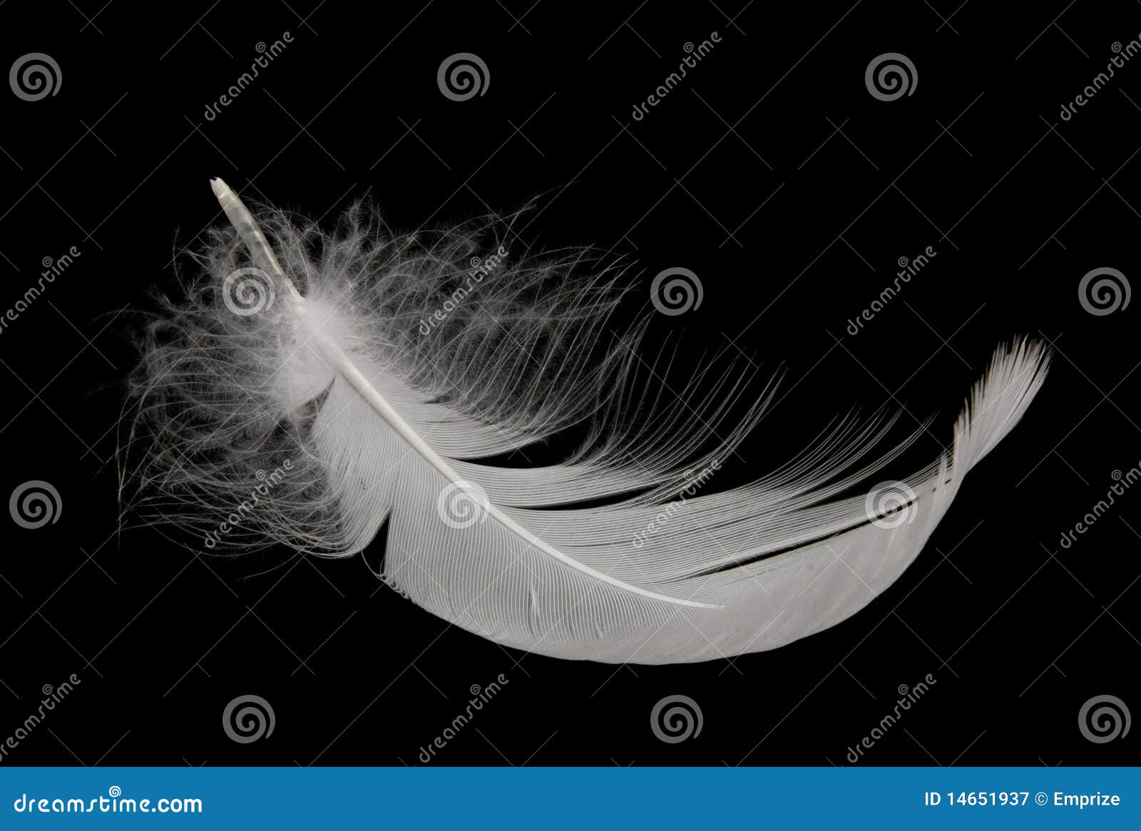 Swan feather stock image. Image of delicate, white, lightness - 14651937