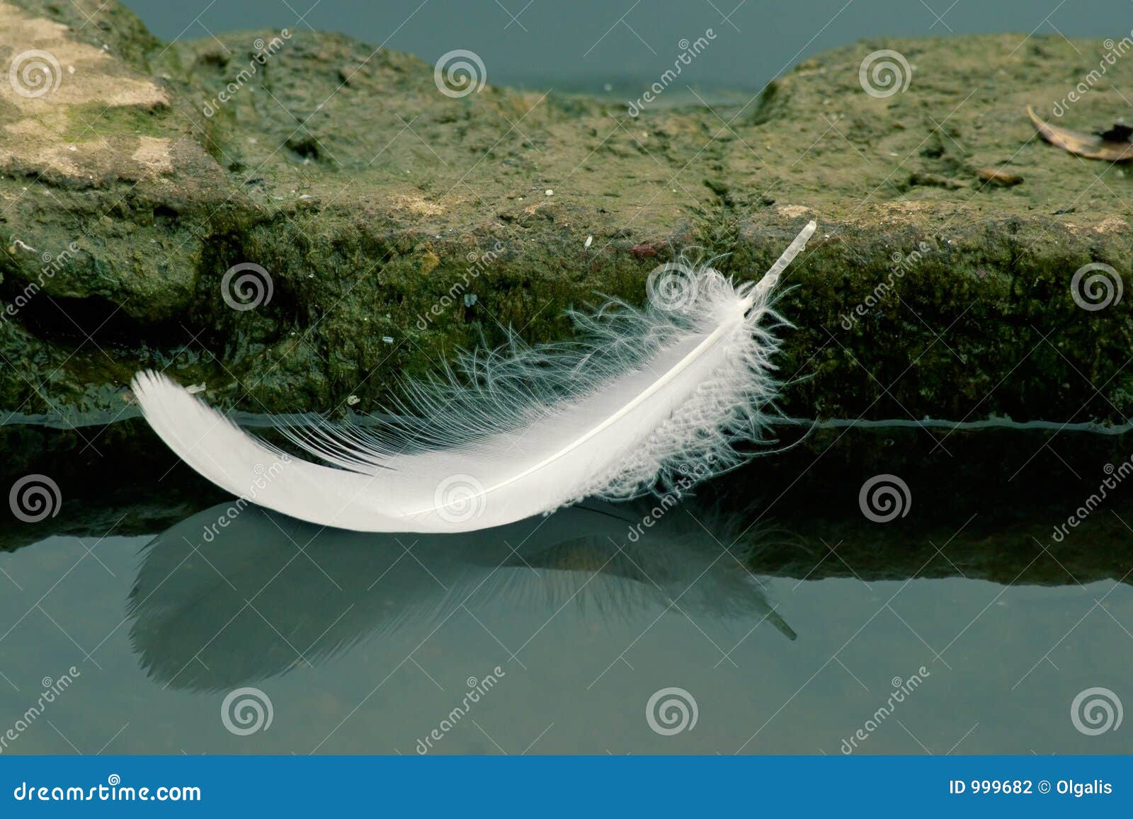 Swan feather stock photo. Image of clean, embellish, reflection - 999682