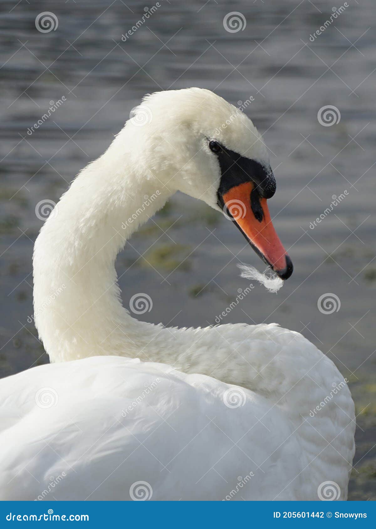 Swan with Feather in Its Mouth Close Up View by the River Stock Photo ...