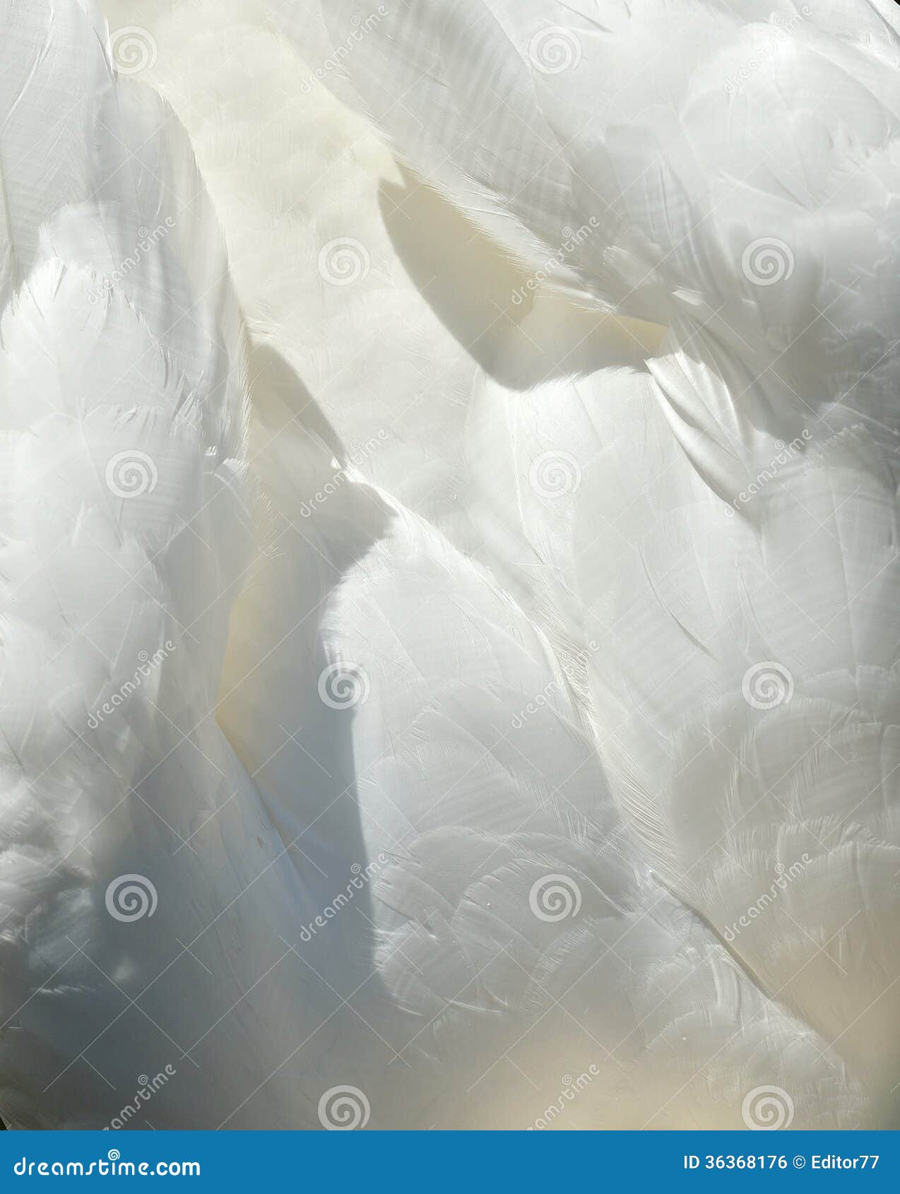 Swan feathers texture stock photo. Image of layers, gradient - 36368176