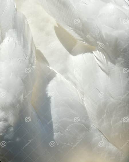 Swan feathers texture stock photo. Image of layers, gradient - 36368176