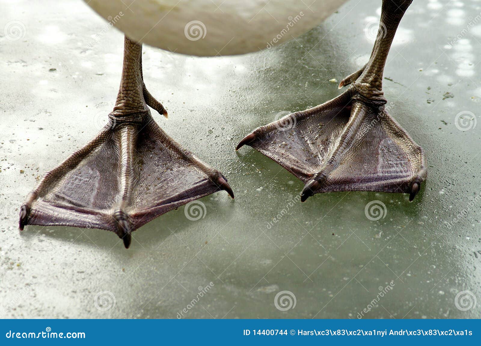 Swan feet stock photo. Image of webs, winter, wildlife - 14400744