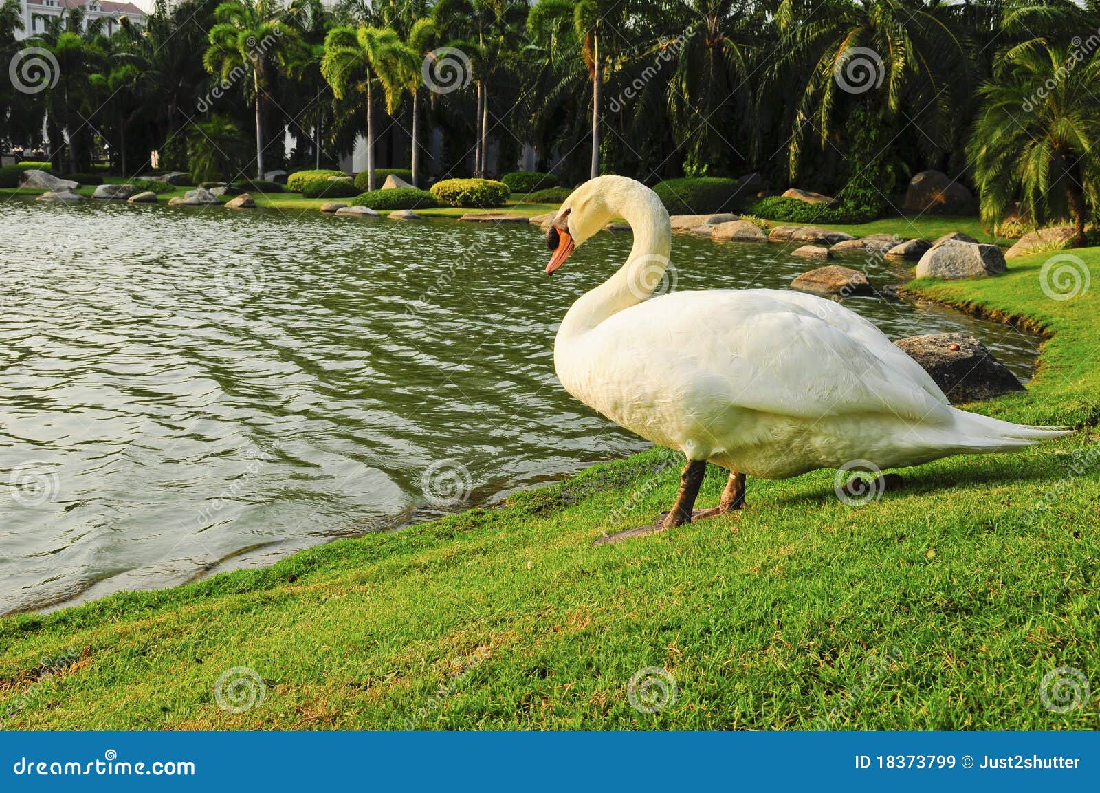 Swan on the Field with Lighting Stock Image - Image of view, tranquil ...