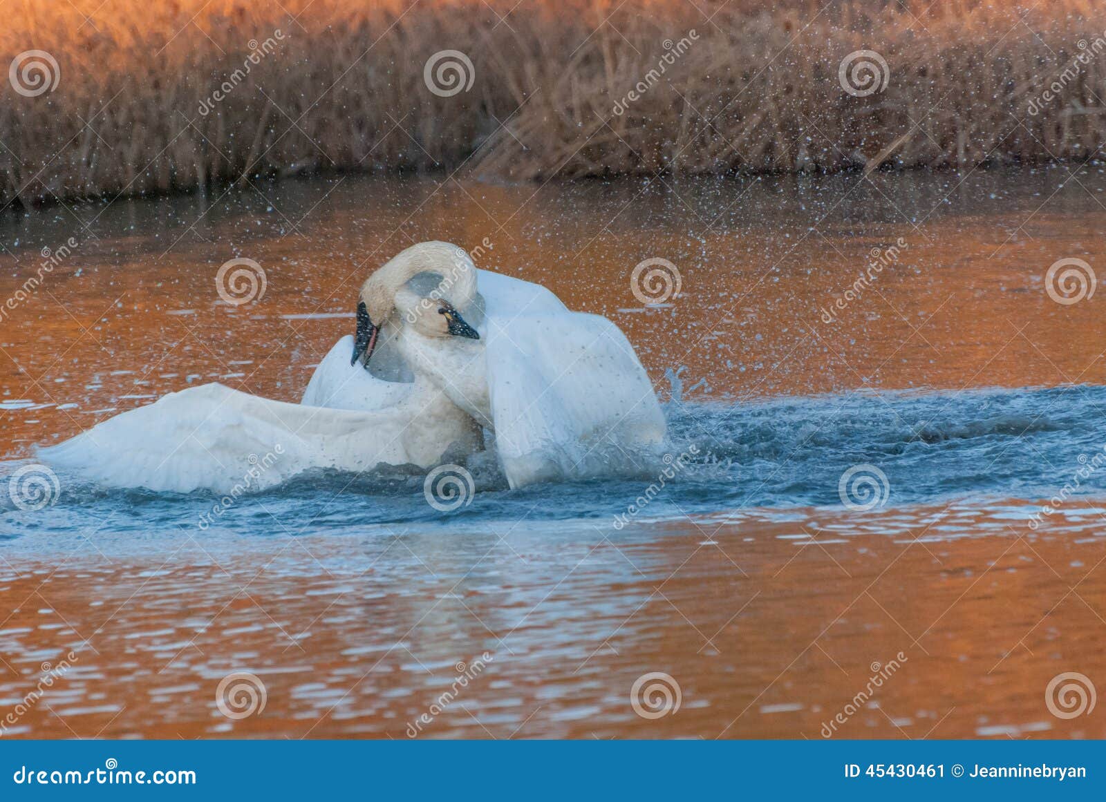 Swan Fight stock image. Image of fight, water, wings - 45430461