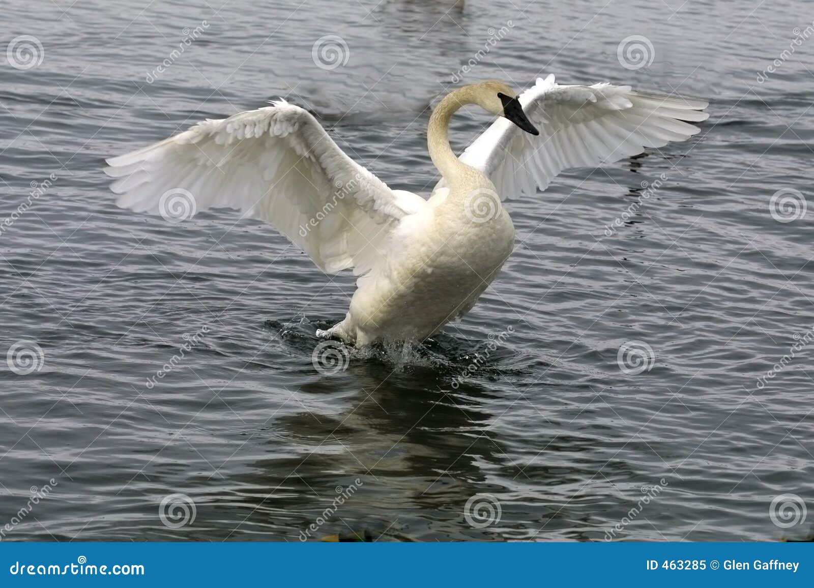 Swan flapping around stock image. Image of canada, large - 463285