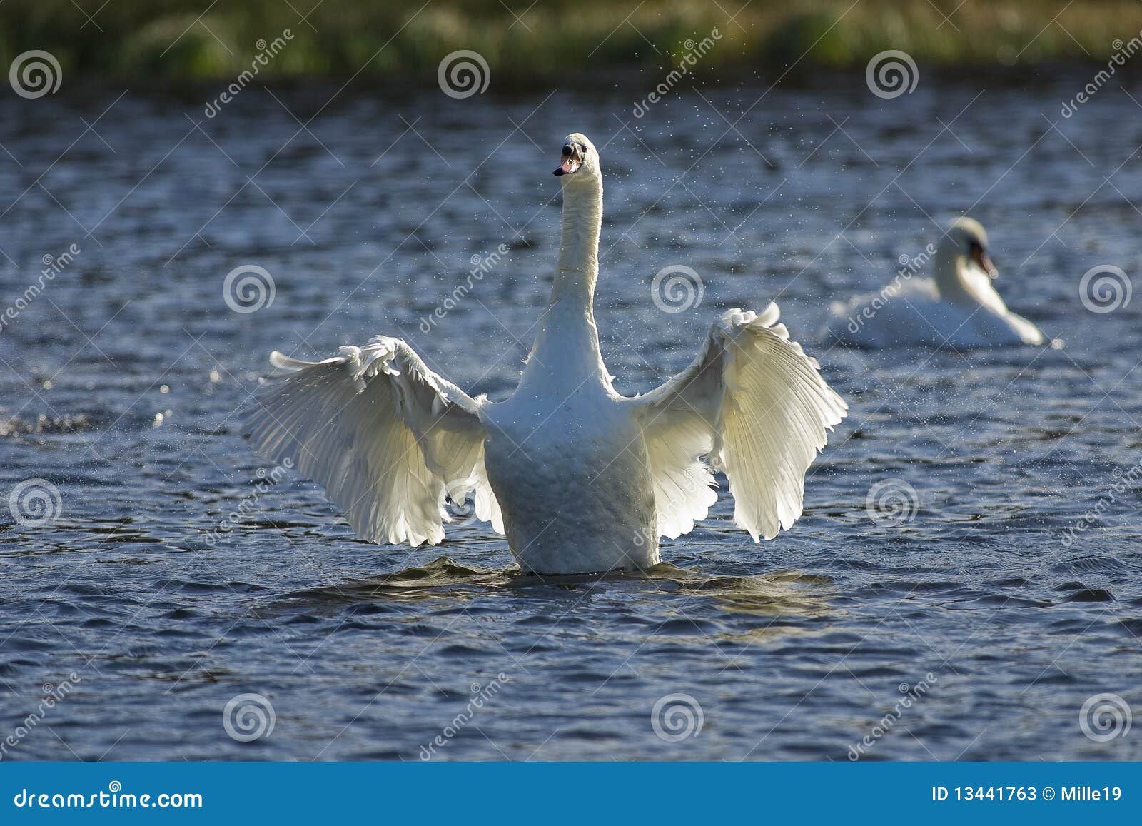 Swan flapping its wings stock image. Image of spray, mute - 13441763