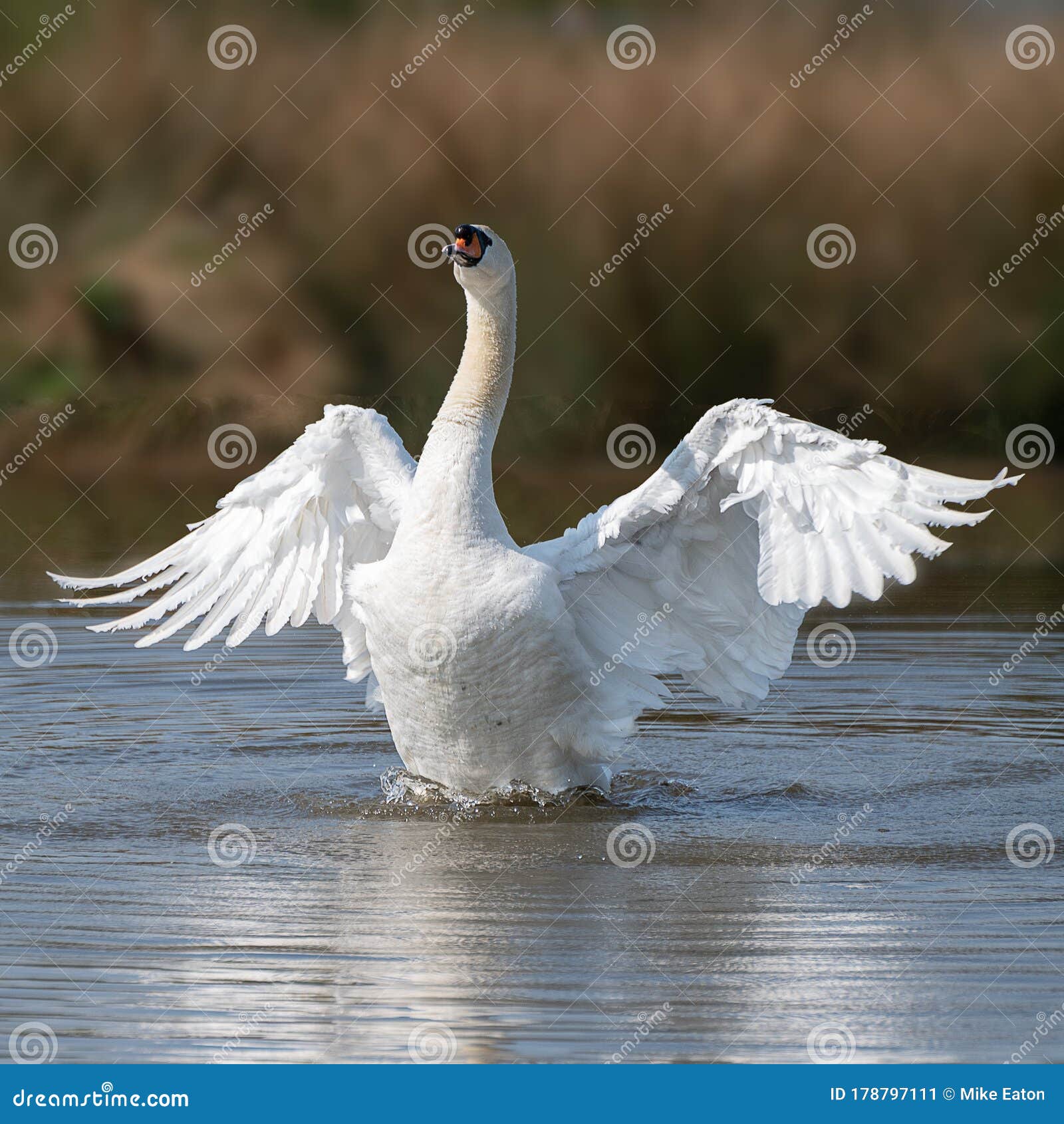 Swan flapping its wings stock image. Image of outdoors - 178797111