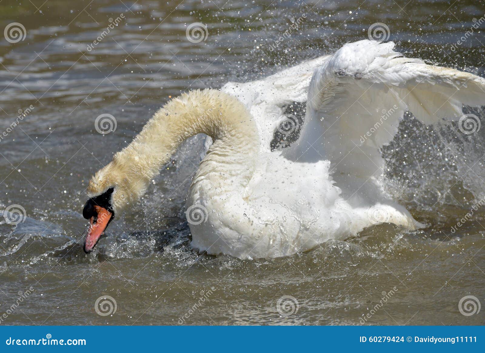 Swan Flapping Wings at Abbotsbury Swannery Stock Photo - Image of ...