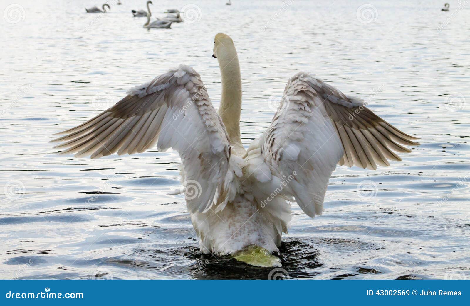 Swan, flapping wings stock image. Image of grace, purity - 43002569