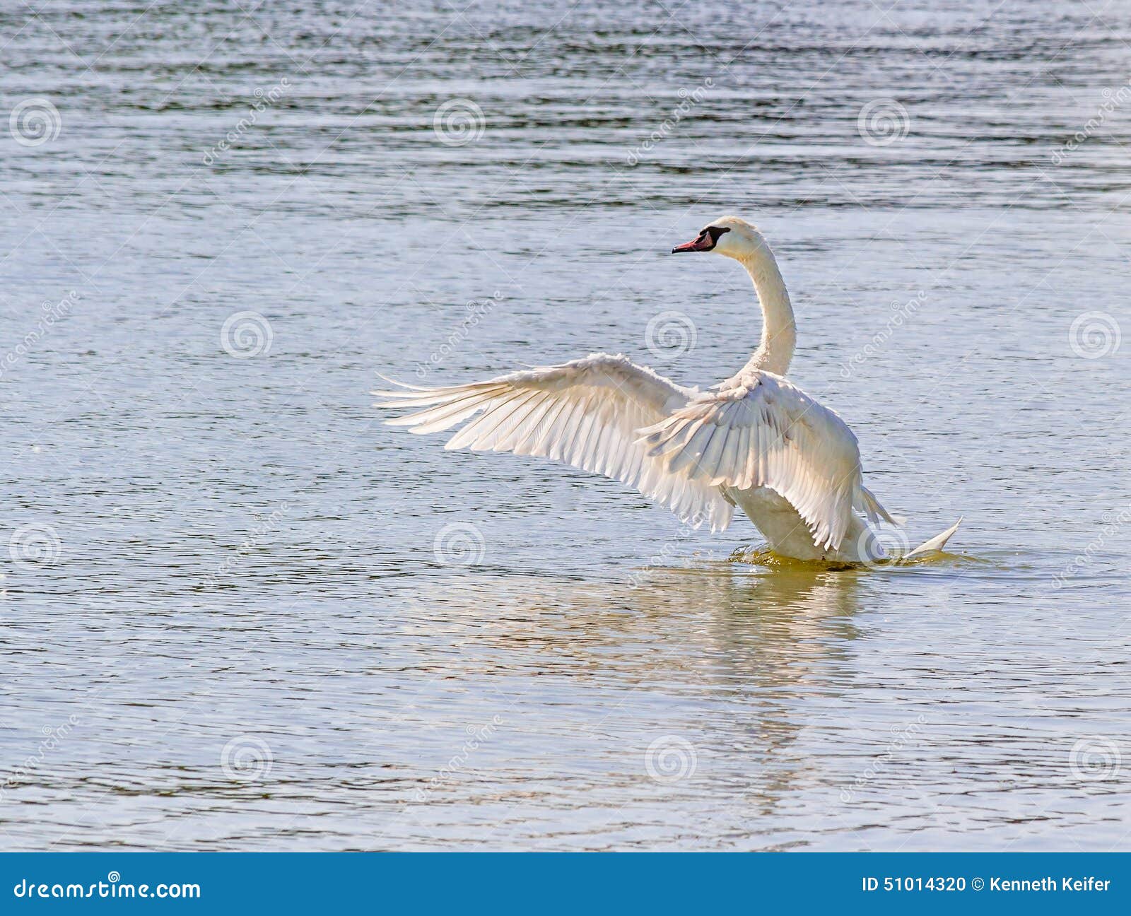 Swan Flapping Wings on Water Stock Photo - Image of reflection ...