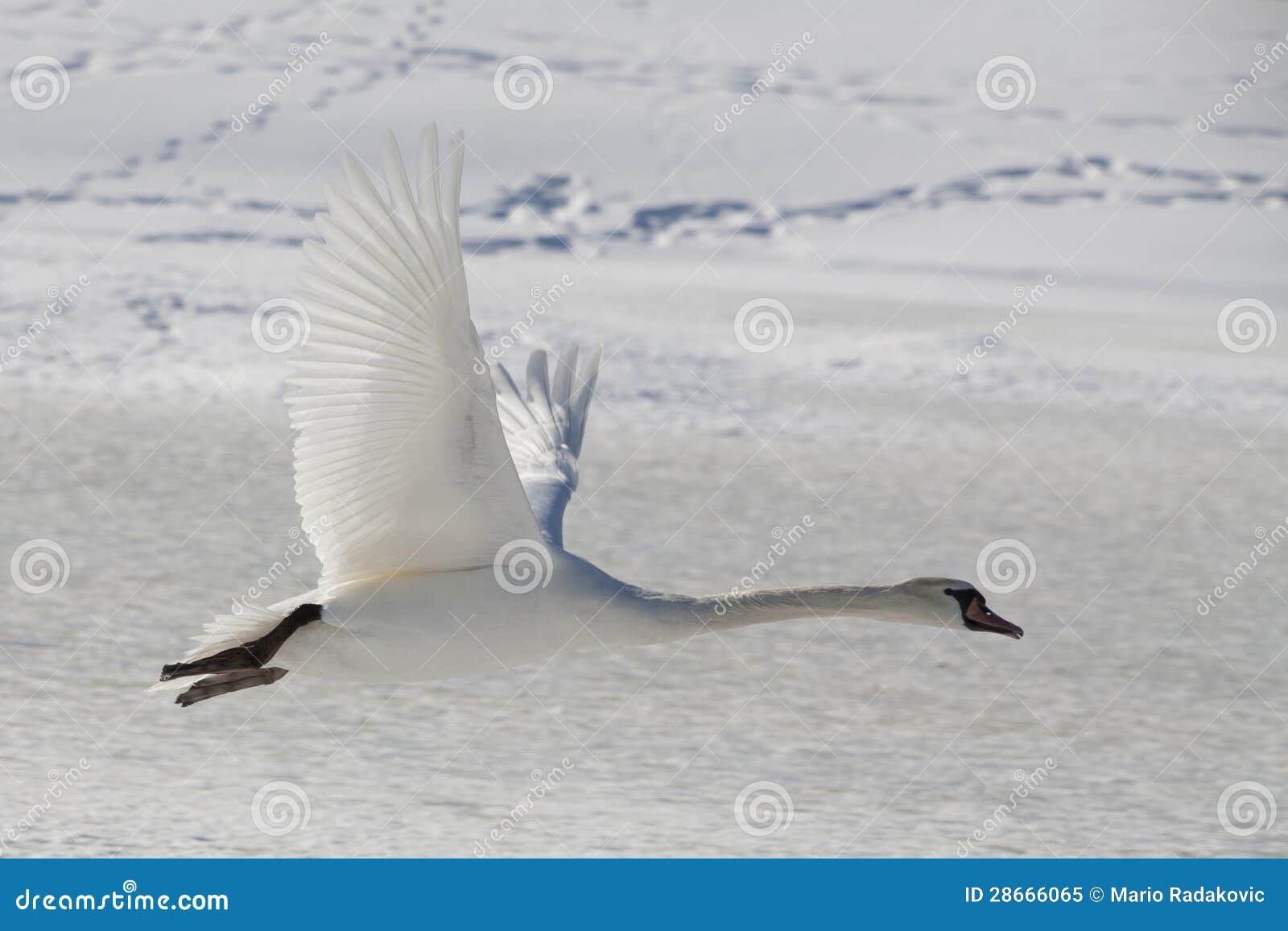 Swan in flight stock image. Image of swan, snow, harmony - 28666065