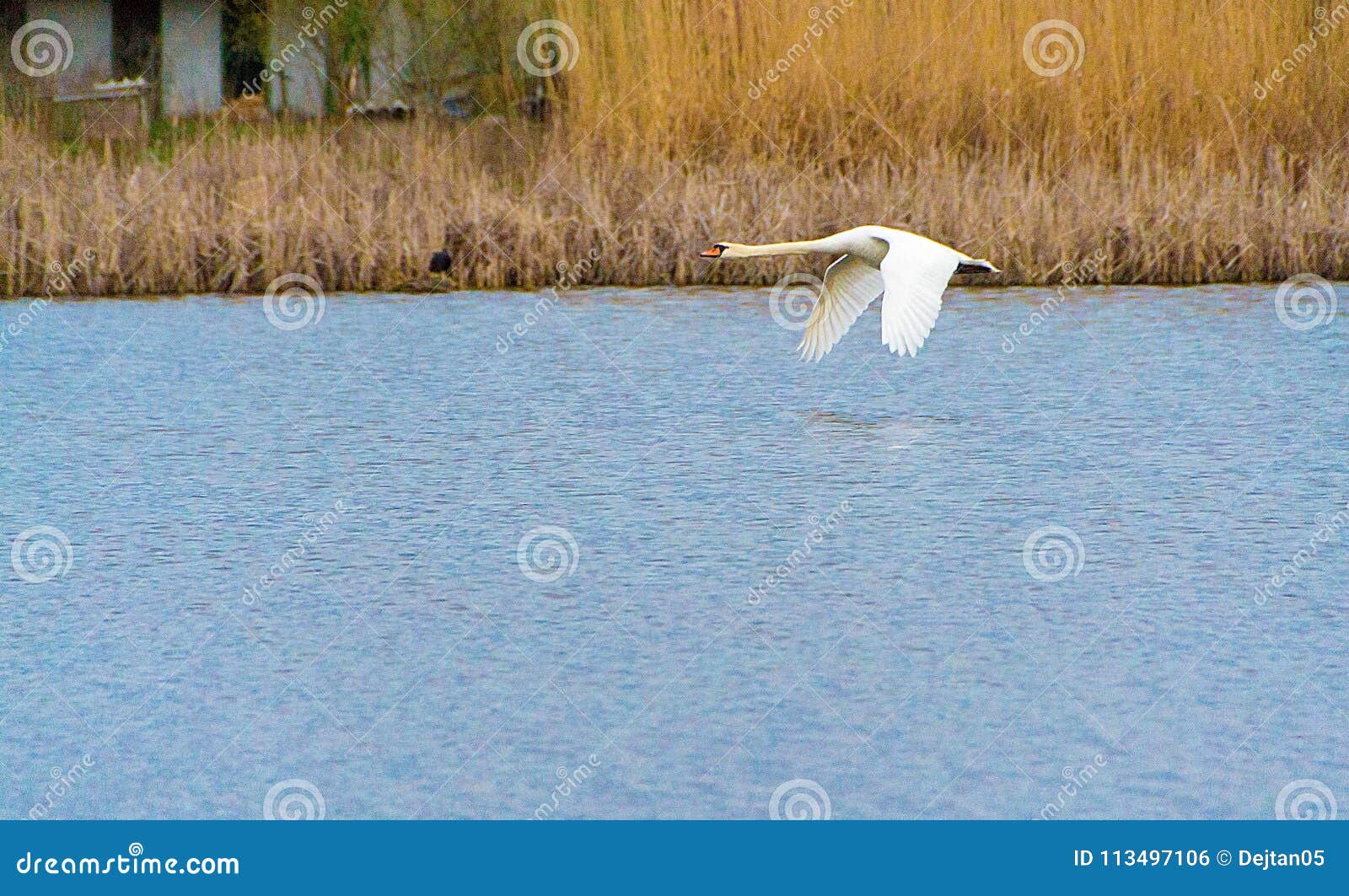 Swan in flight stock photo. Image of finnish, mute, white - 113497106