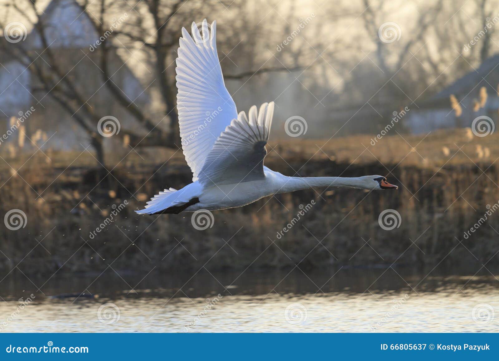 Swan in Flight with a Warm Light Stock Image - Image of marsh, aquatic ...