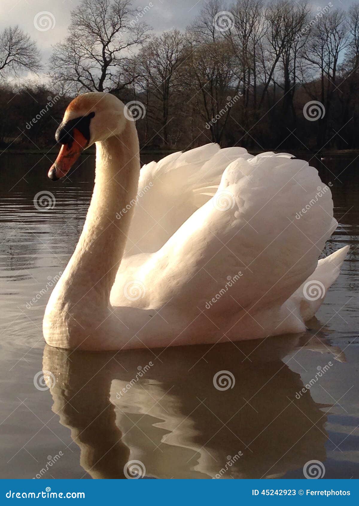 Swan stock image. Image of floating, swan, full, lake - 45242923
