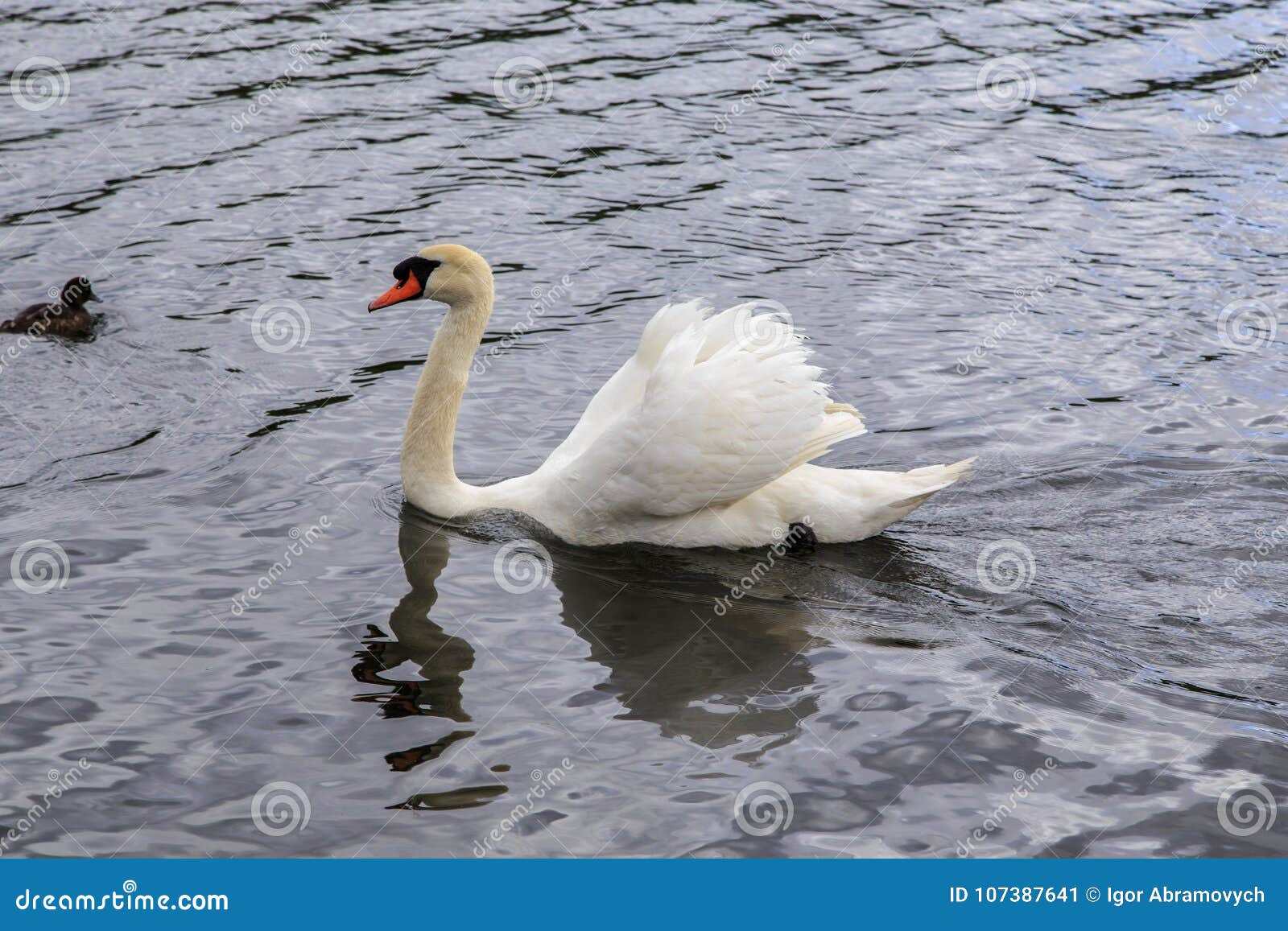 Swan floating on the pond stock image. Image of swan - 107387641
