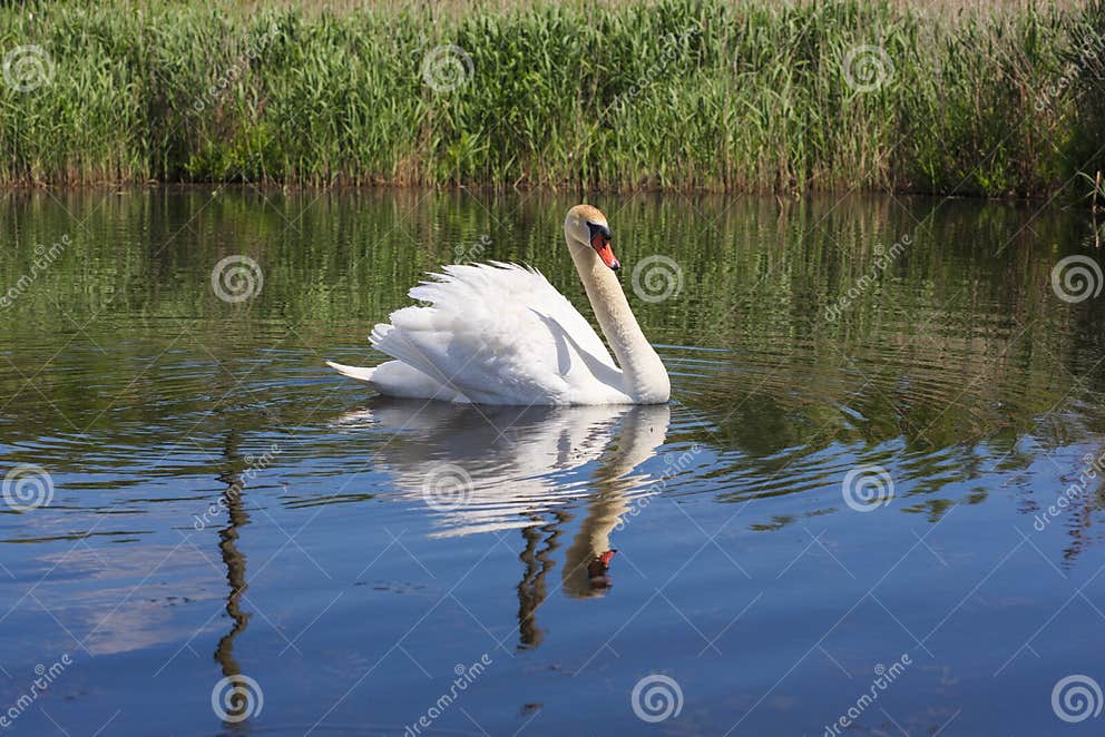 Swan Floating in the River of Ukraine. Stock Image - Image of dawn ...