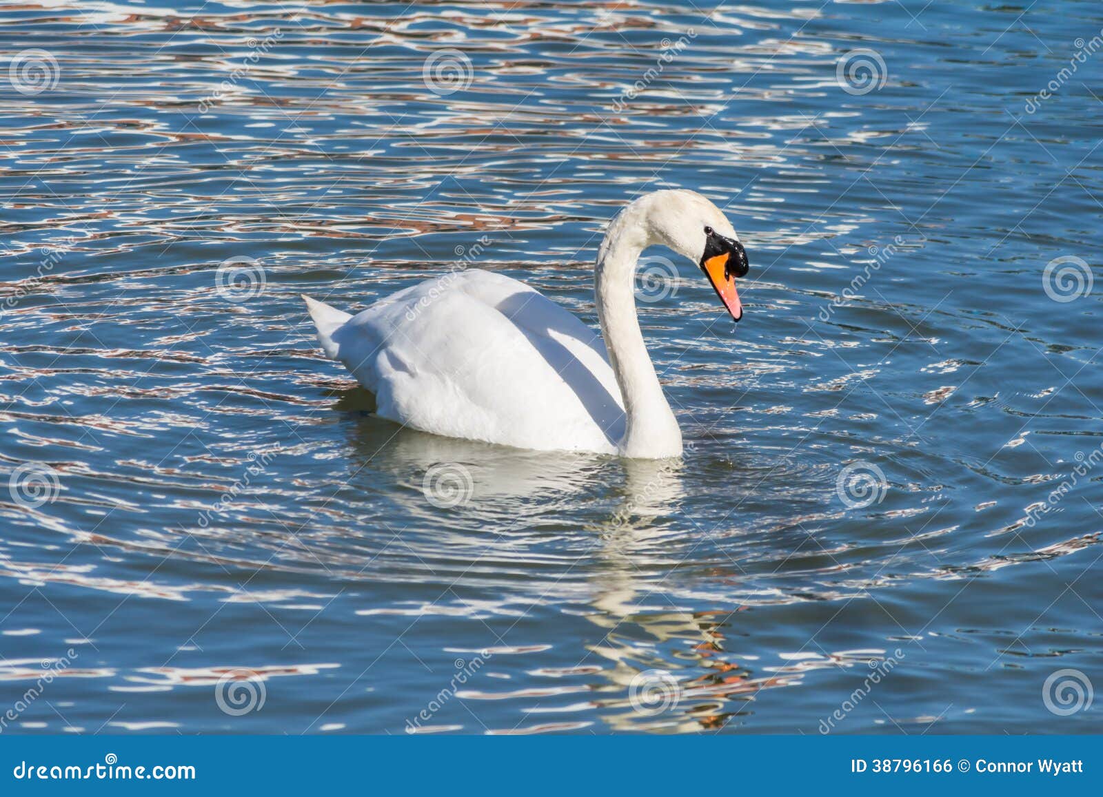 Swan Floating on the Water stock photo. Image of feathers - 38796166