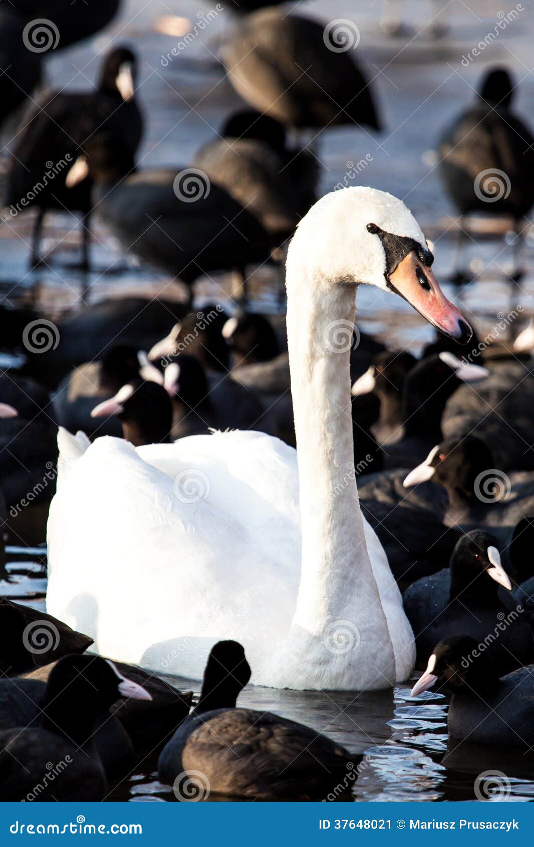 Swan Floating on the Water at Winter Time. Stock Image - Image of ...